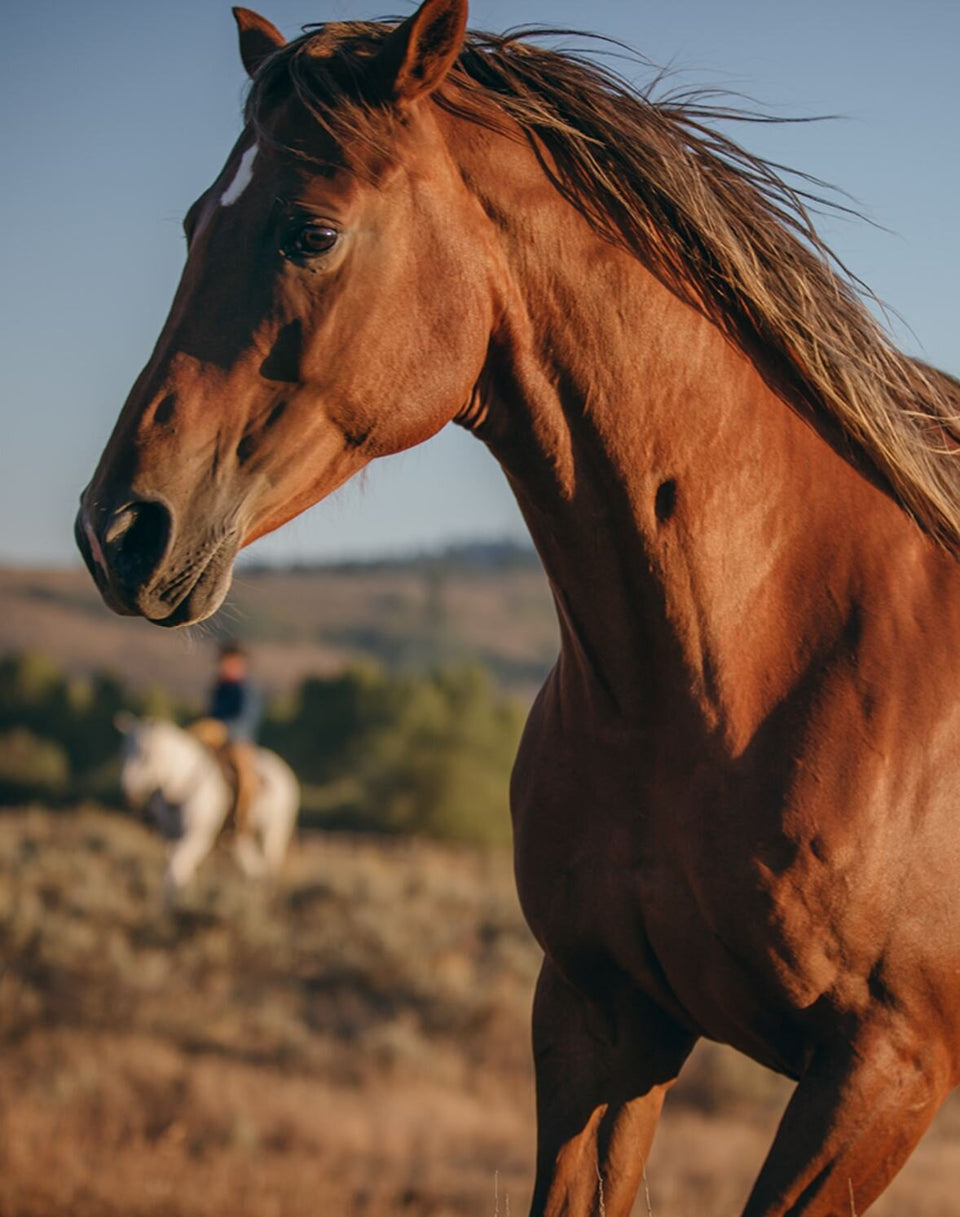 Our Story – Diamond Cross Ranch