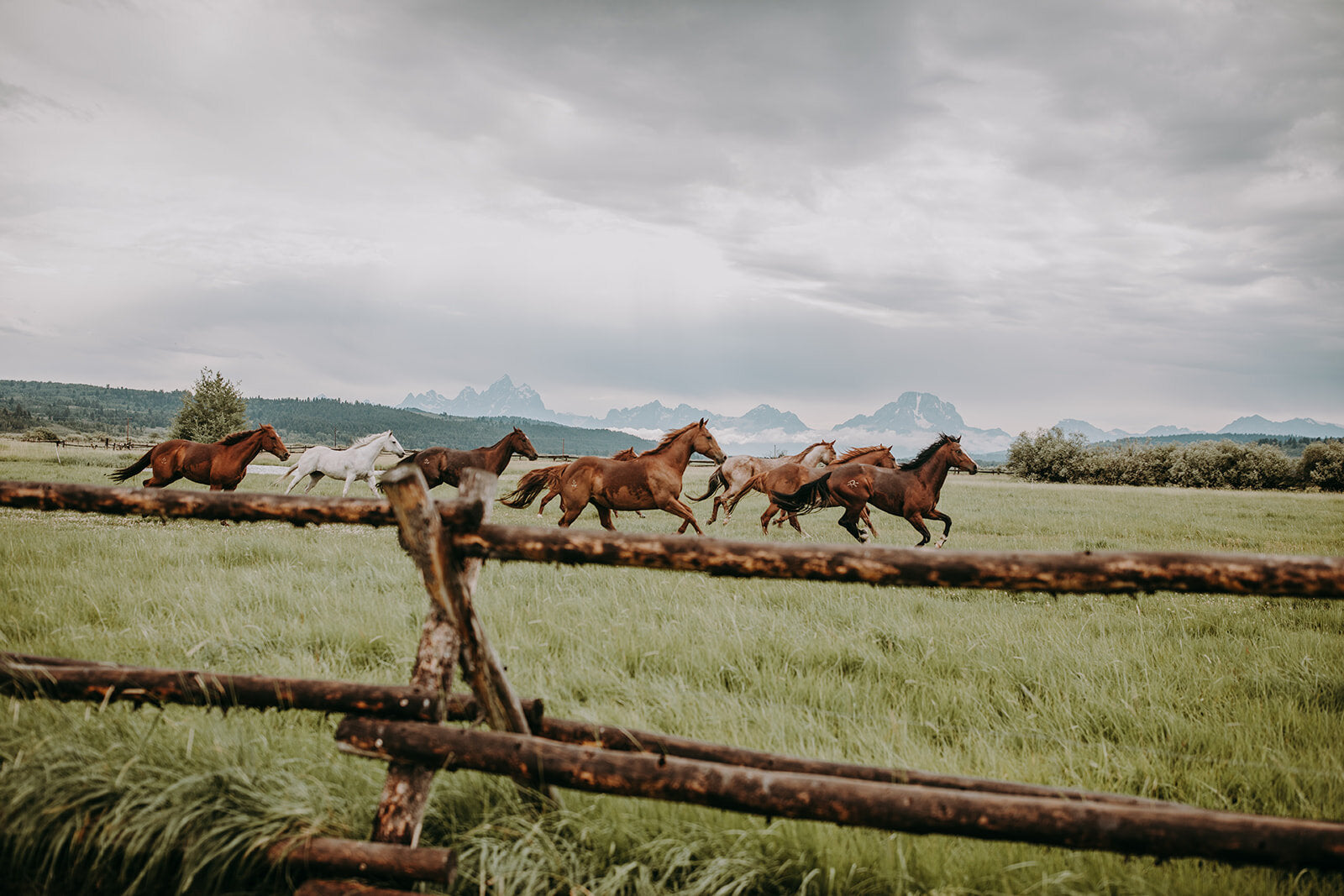 Our Story – Diamond Cross Ranch